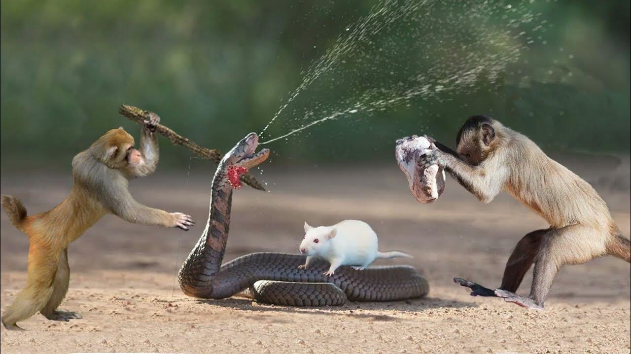 Amazingly Intelligent Monkeys Save Rodent Mouse From Snake Hunting ...