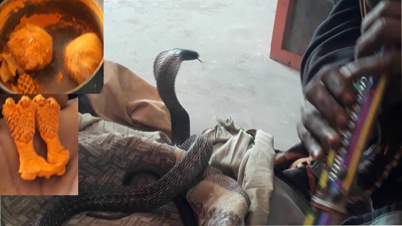 Snake Dance Video || Geedar Singhi || Naang Mani || Hath Jorhi || BH Tv ...