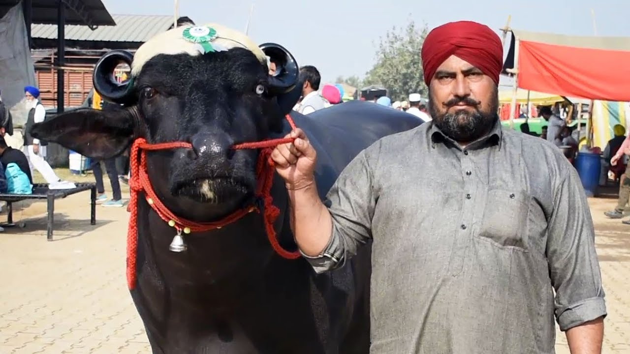 Nili Ravi Bull -Komal | Champion of Muktsar Sahib competition 2016 ...