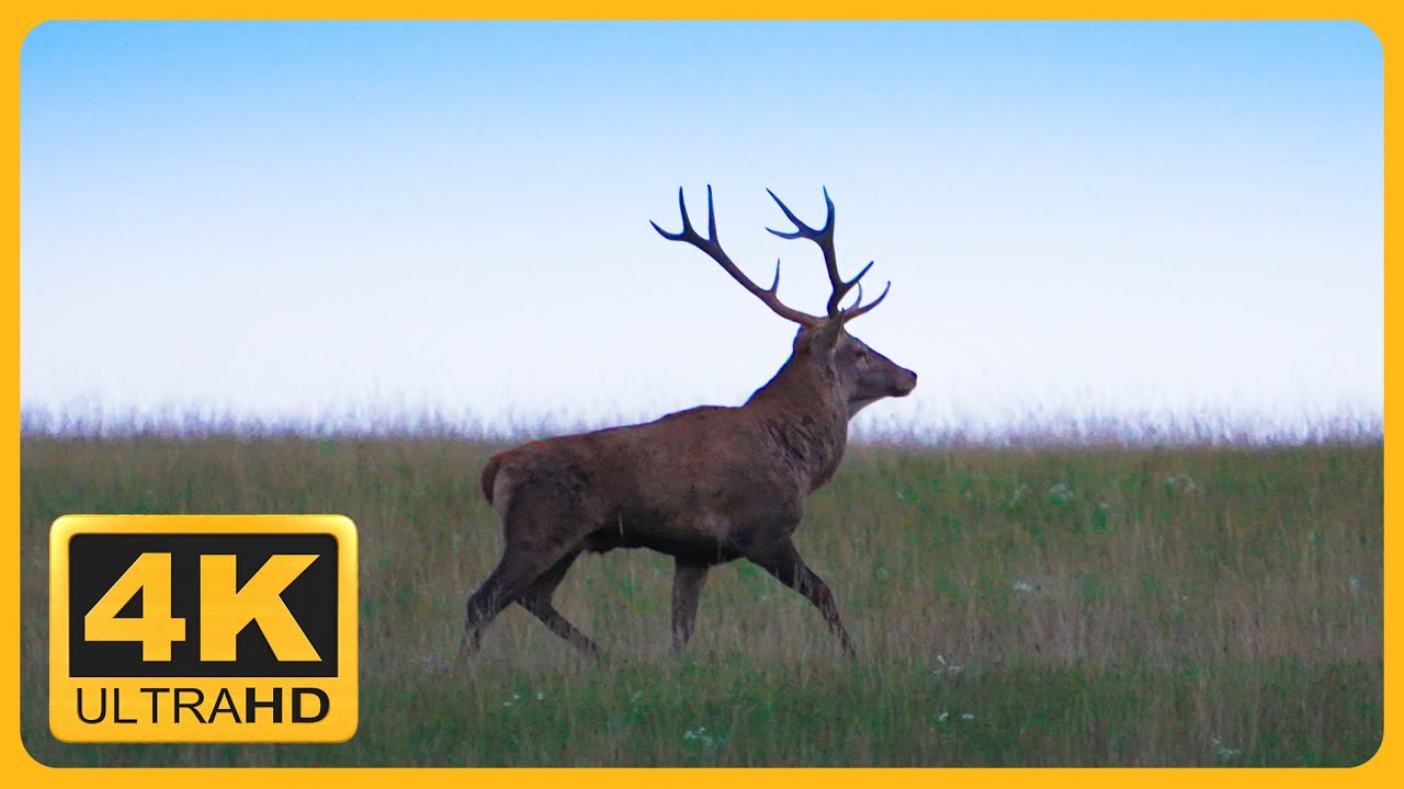Red deer rutting calls - YouTube