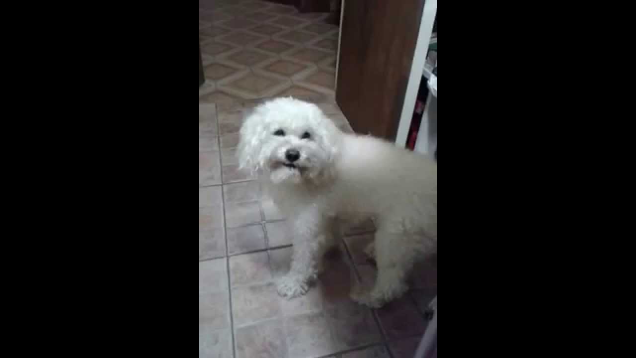 perro riendo - YouTube