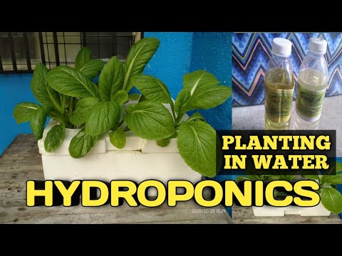 PLANTING PECHAY USING HYDROPONICS - YouTube