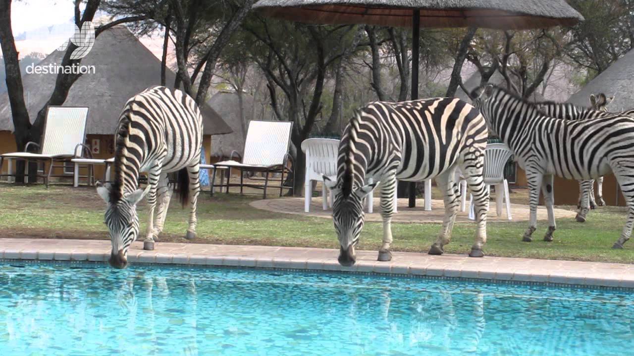 Heia Safari Ranch - Johannesburg - YouTube