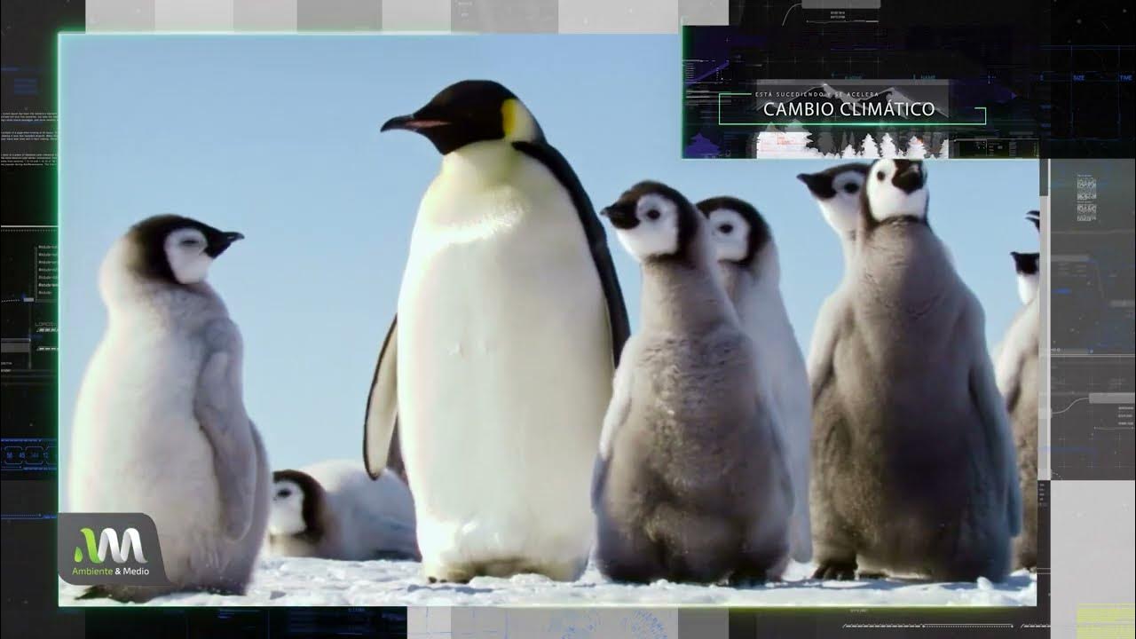 El Pingüino Emperador En Peligro De Extinción Youtube