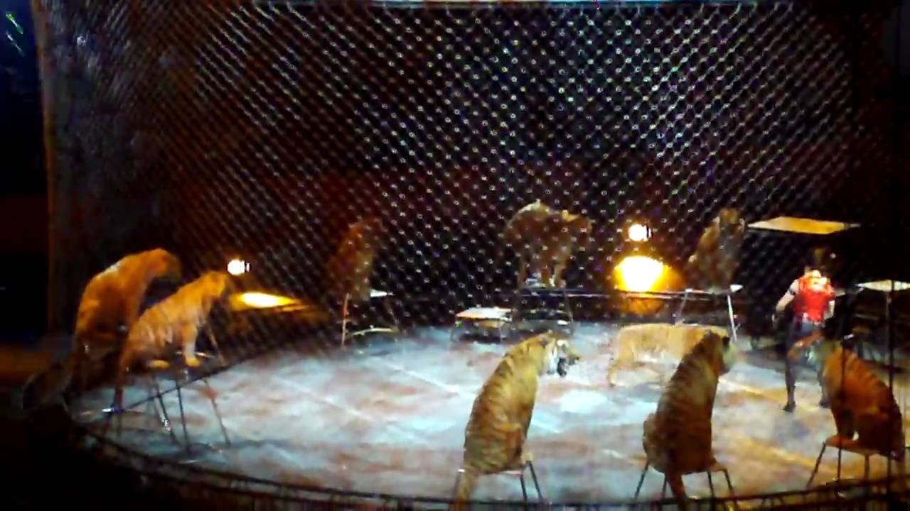 WHEELCHAIR CAM -- DANIEL RAFFO'S TIGER SHOW @ THE DUNK WITH BARNUM'S ...