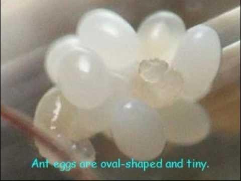 Life Cycles - YouTube