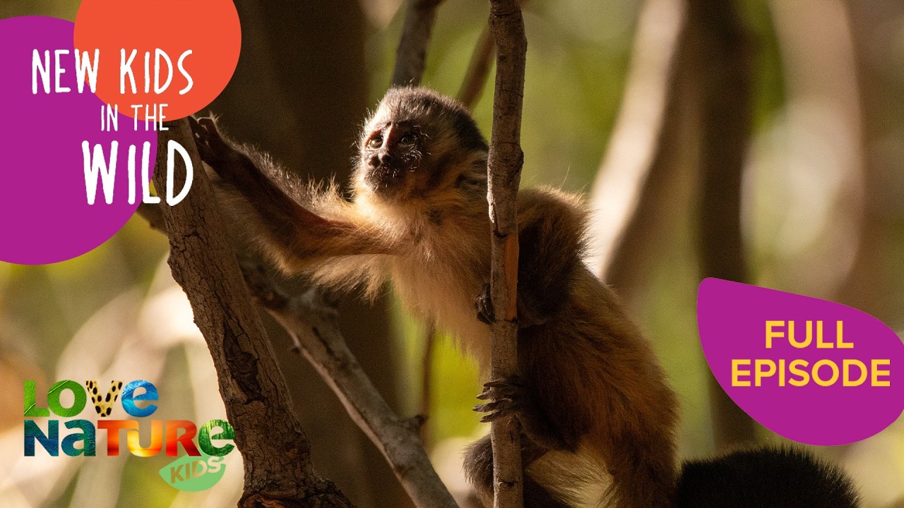 Marvelous Monkeys: Ravi & Nina | New Kids In The Wild 104+105 - YouTube