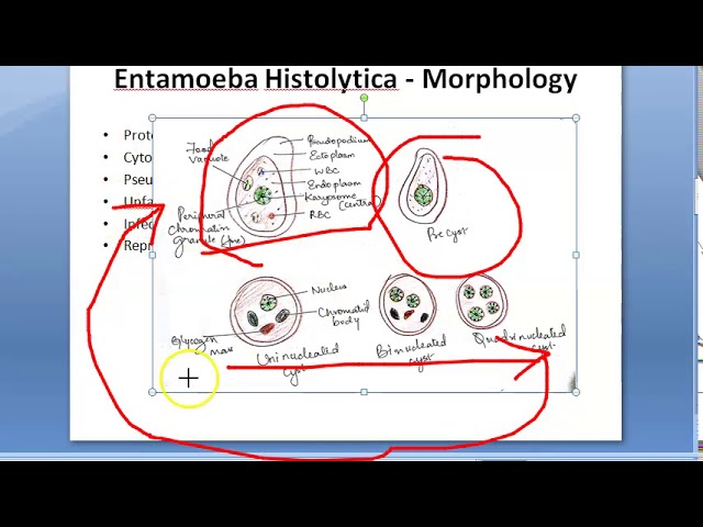 Entamoeba Histolytica Morphology