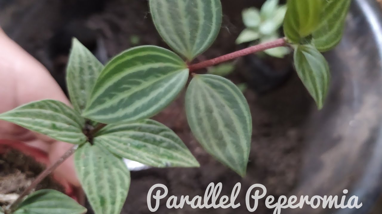 Parallel Peperomia | Puteolata Peperomia Propagation - YouTube
