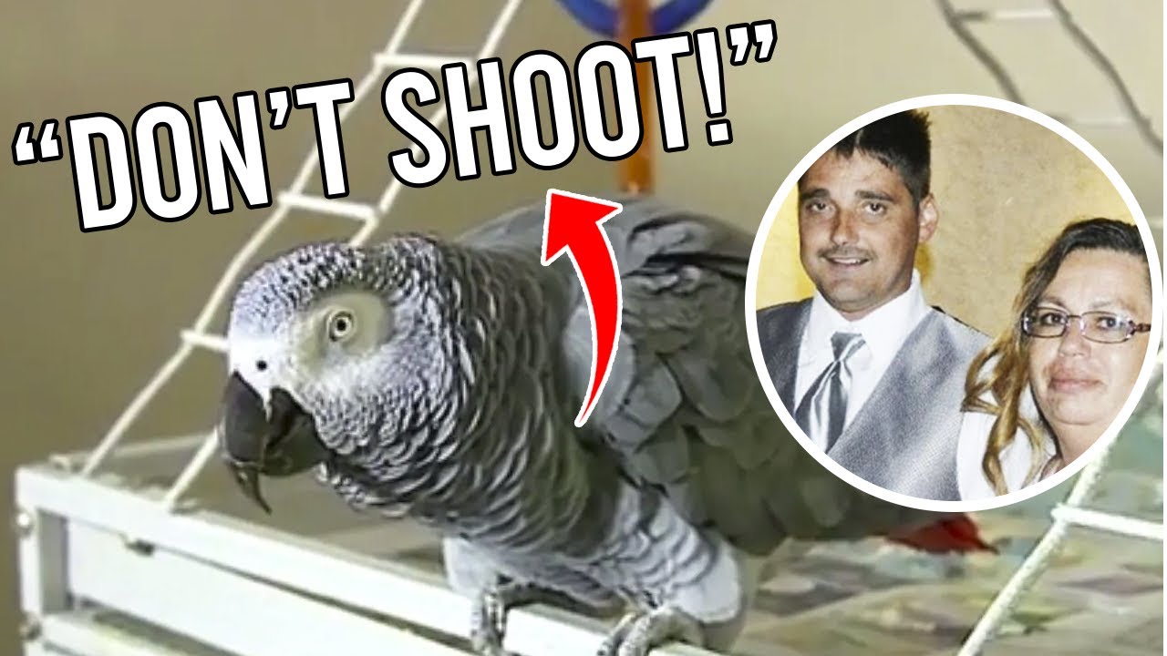 10 ANIMALS WHO SOLVED CRIMES?! MYSTERY DETECTIVES! - YouTube