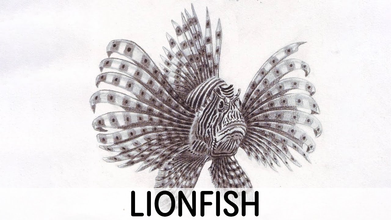 How To Draw Lionfish - YouTube