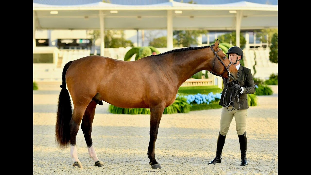 2017 Holsteiner gelding - YouTube