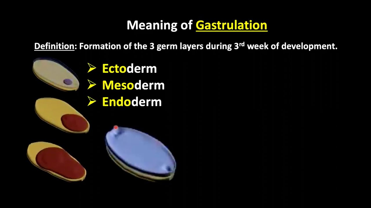 Do you really know what GASTRULATION means? - YouTube