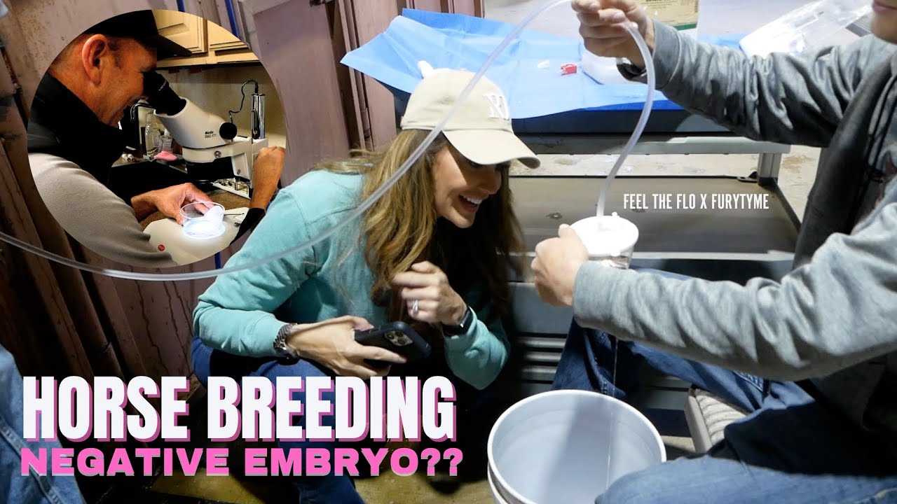 FLUSHING AN EMBRYO FROM MY MARE AND MY BABYFLO STALLION! - YouTube