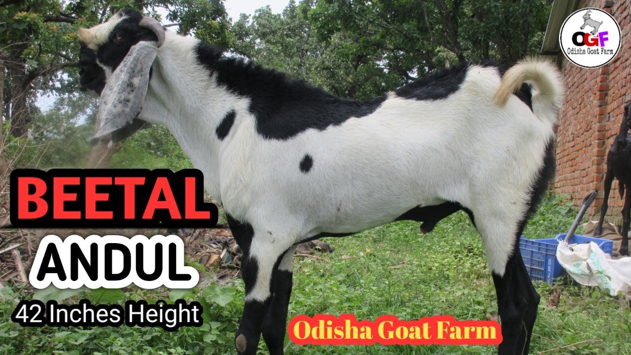 TOP QUALITY BEETAL ANDUL | 42 HEIGHT | ODISHA GOAT FARM | CONTACT ...