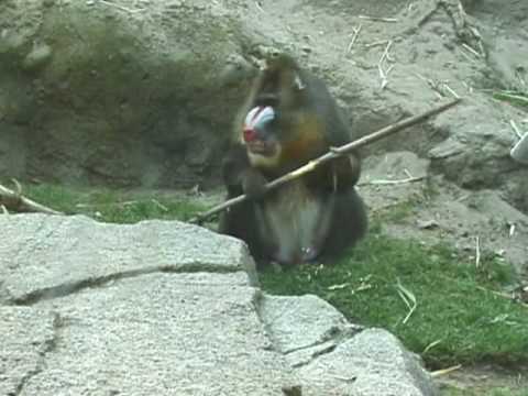 Mandrill with Stick - YouTube