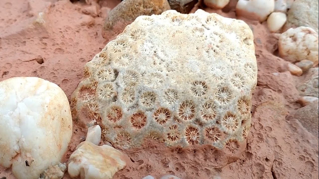 Keindahan Alam!. Penemuan Bongkahan Batu Akik Bunga Teratai yang ...