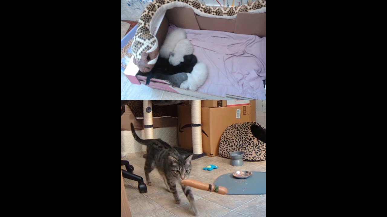 Kitten Cam 7.0: Highlight - clipped from the live stream. #cats #cigar ...