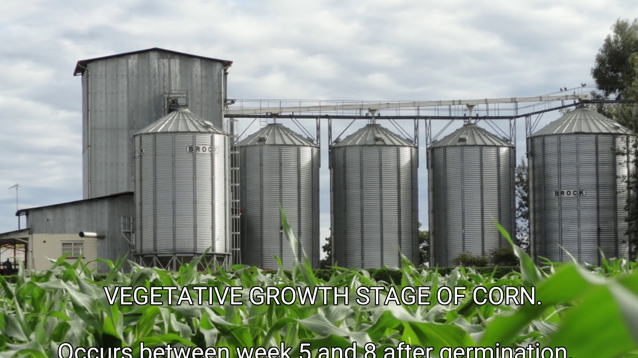 KOMOOL FARMS Top Dressing with Nitrogen - YouTube