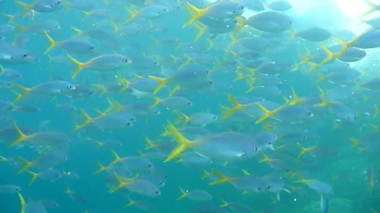 Palau Nemo - YouTube