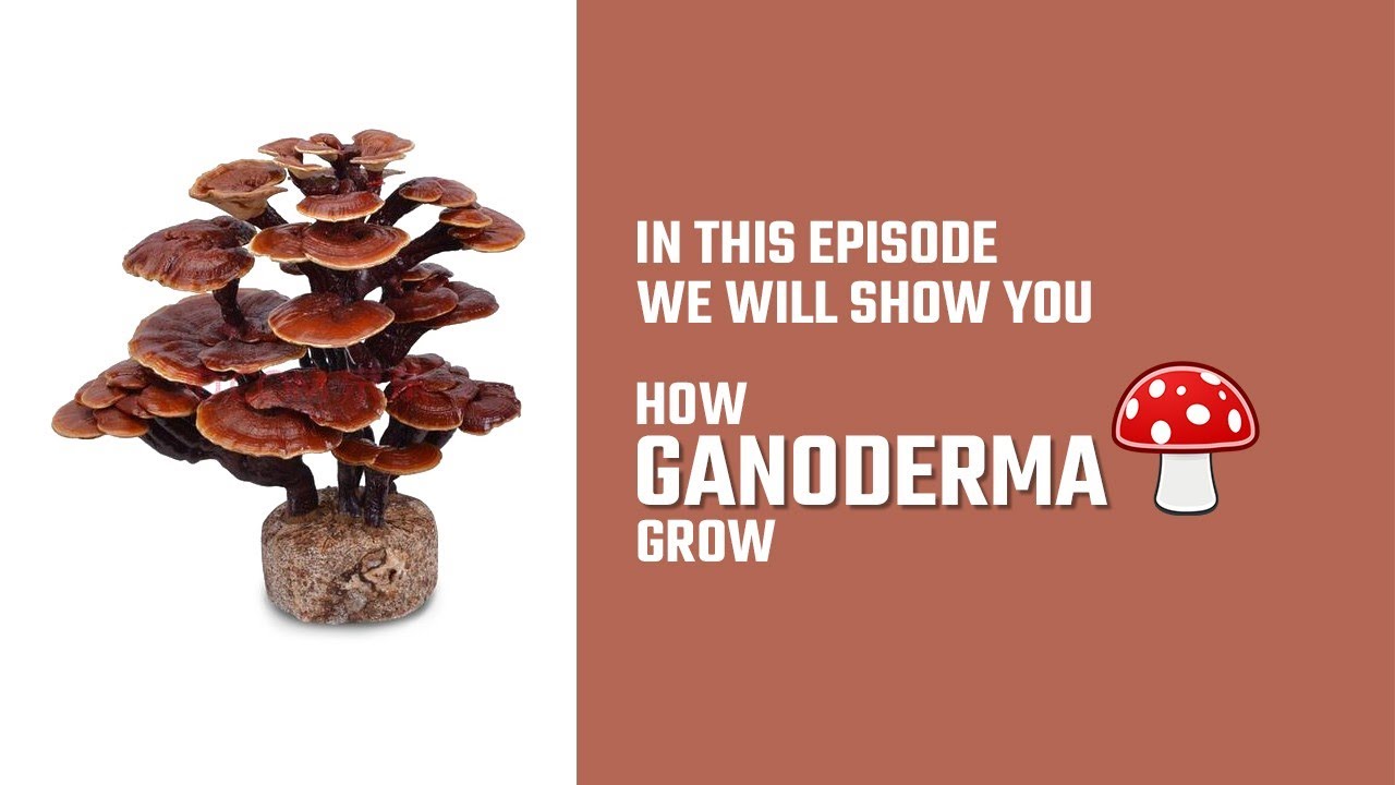 Mushroom Farming with SY Smart Farm: Cultivate Nature's Delicacy with ...