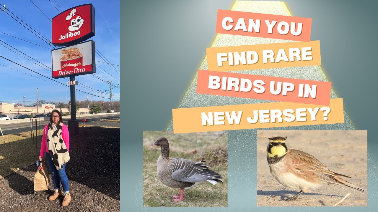 Birdwatching Adventure: We Take Jollibee Chicken Joy on a Road Trip # ...