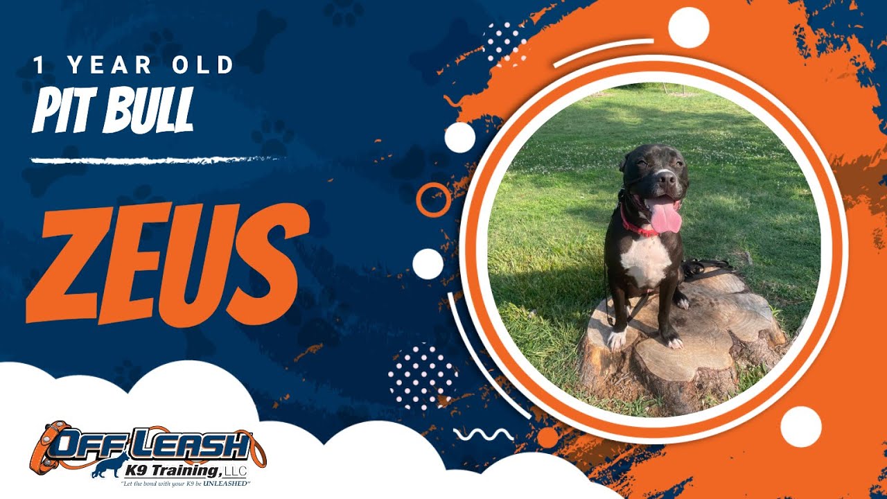 1 Yr Old Pit Bull | Best Pit Bull Training | Off Leash K9 | Board ...