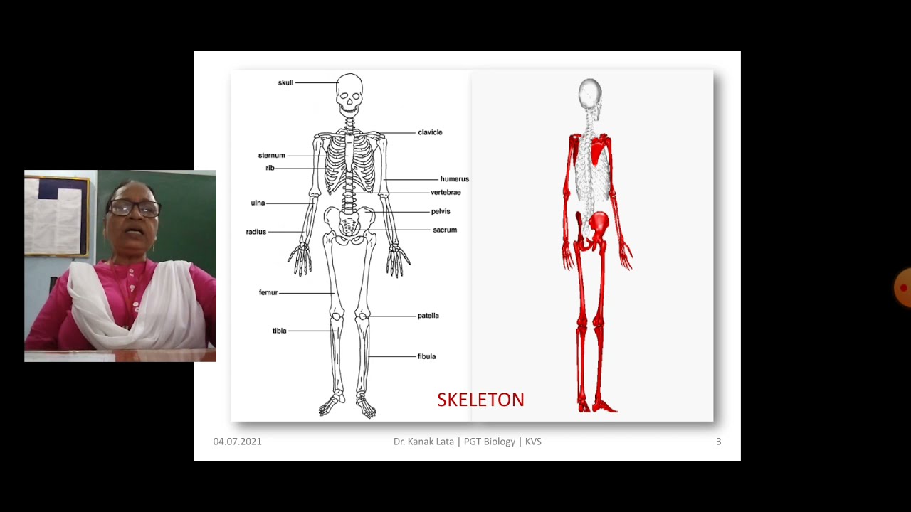 CLASS: VI LESSON: BODY MOVEMENTS (PART 2) NCERT - YouTube