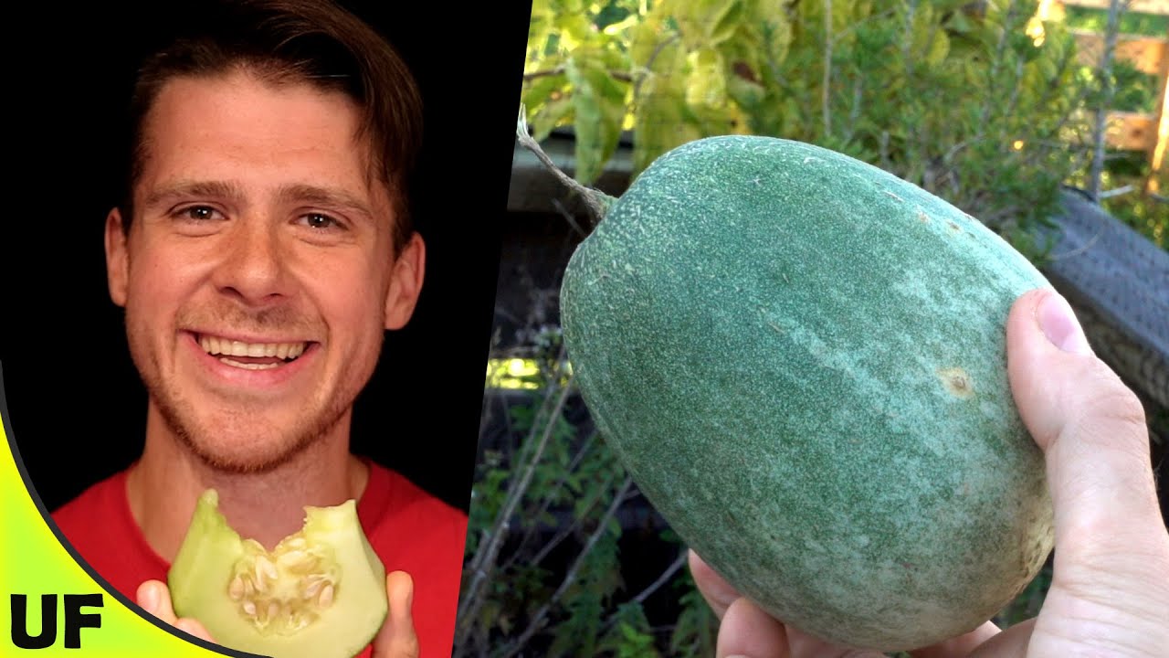 Bateekh Samara Melon Taste Test | Unusual Foods - YouTube