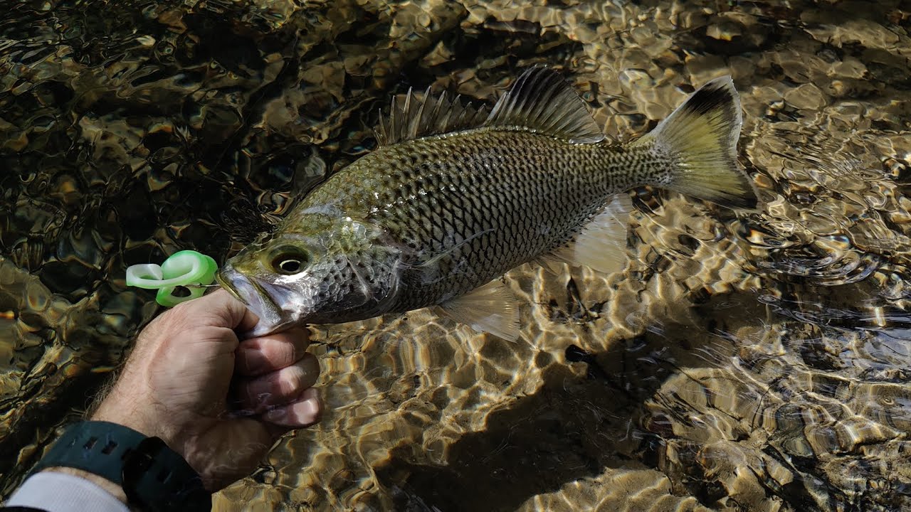 Sight casting Sooty Grunter and Jungle Perch in crystal clear creek ...