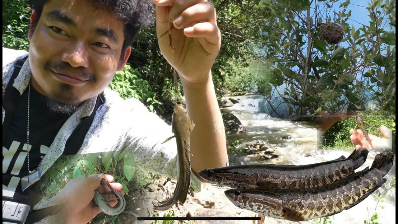 Fishing In The River. Local Fish Hunting || Snakehead fish (Hile Machha ...