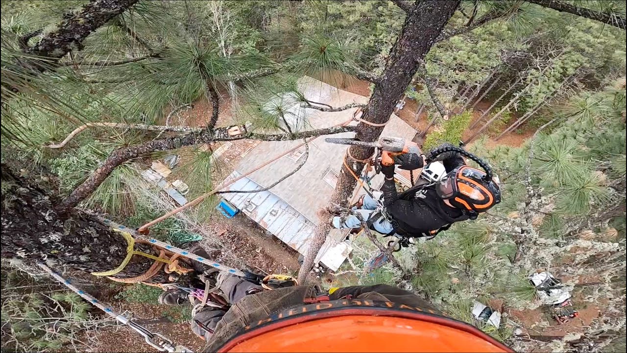 Teaching the First-Time Tree-Worker - YouTube