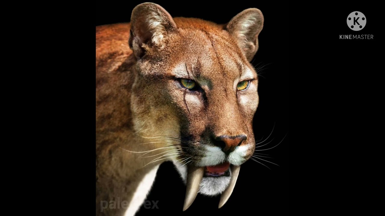 Smilodon (Sabre tooth tiger) sounds - YouTube
