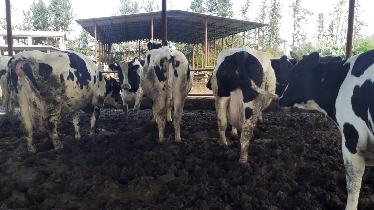 Dairy farm pergnent 10 cow //Turkish cow - YouTube