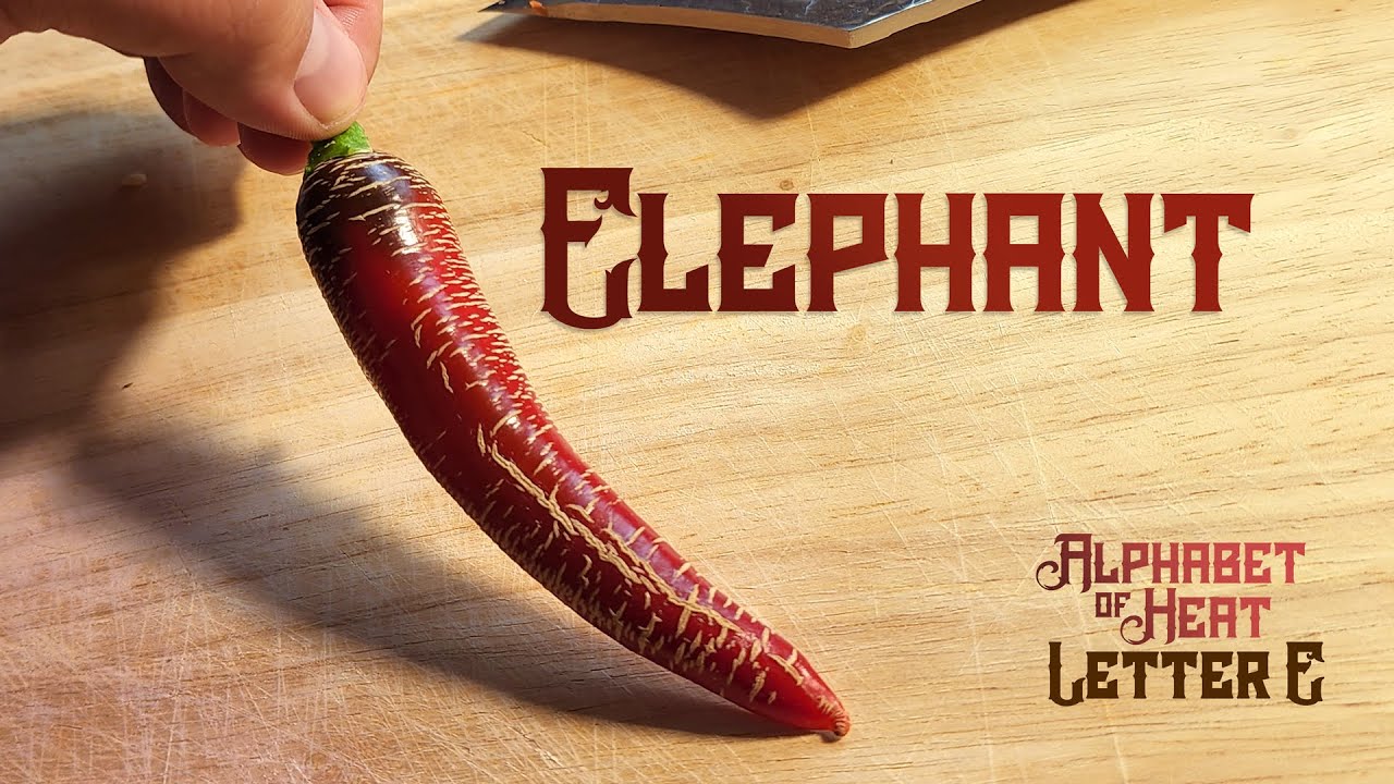 Elephant Pepper - A Beautiful Fully Corked Chili! The Alphabet of Heat ...