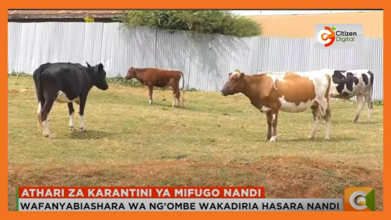 Kaunti ya Nandi yaweka karantini ya mifugo wote - YouTube