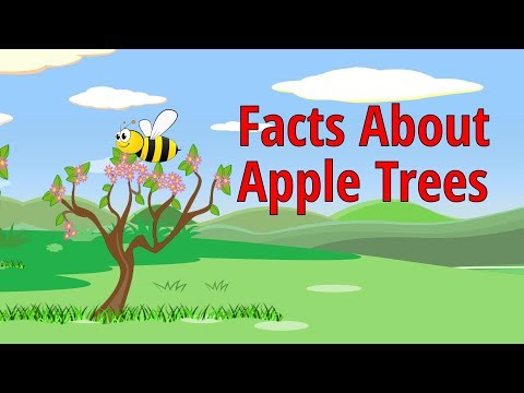 How To Describe An Apple Tree