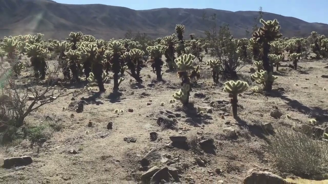 when Cholla Cacti attack - YouTube