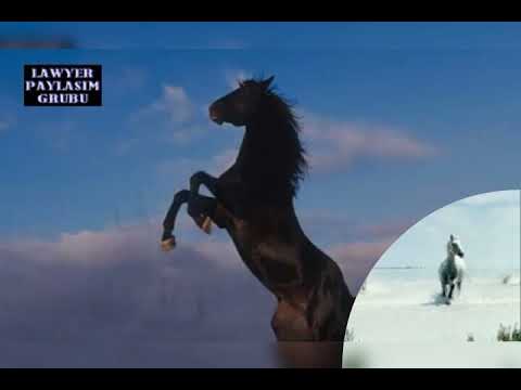 MEN KAZAKHPIN. kz Şarkıları