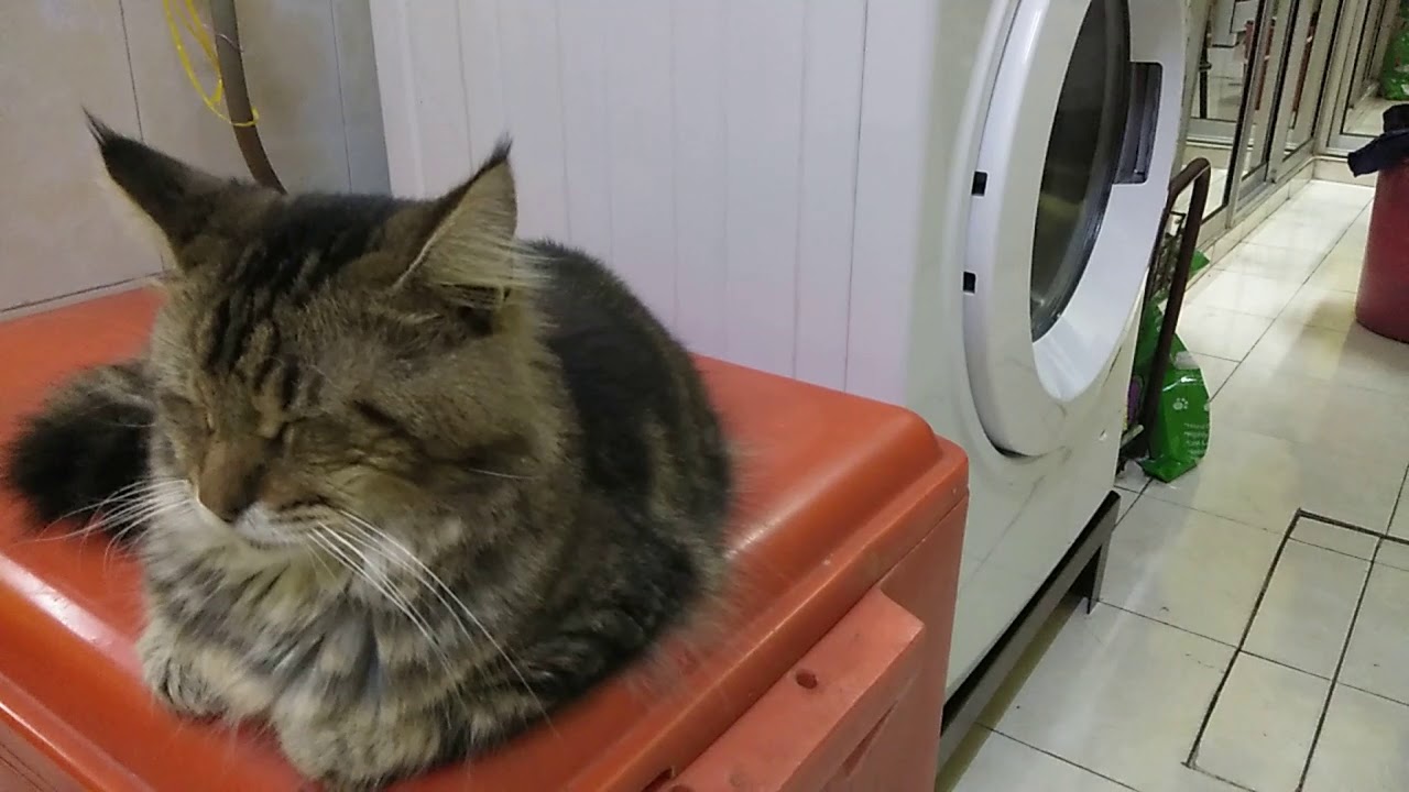 ALi the Cat - YouTube