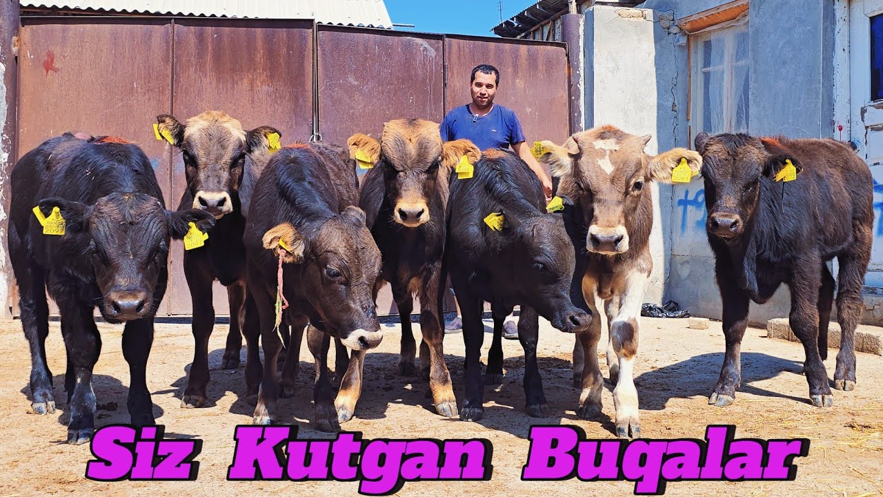 Angus va Qirg'iziston Issiqko'l Shvet Paroda Buqalari Xasanbo'y va ...