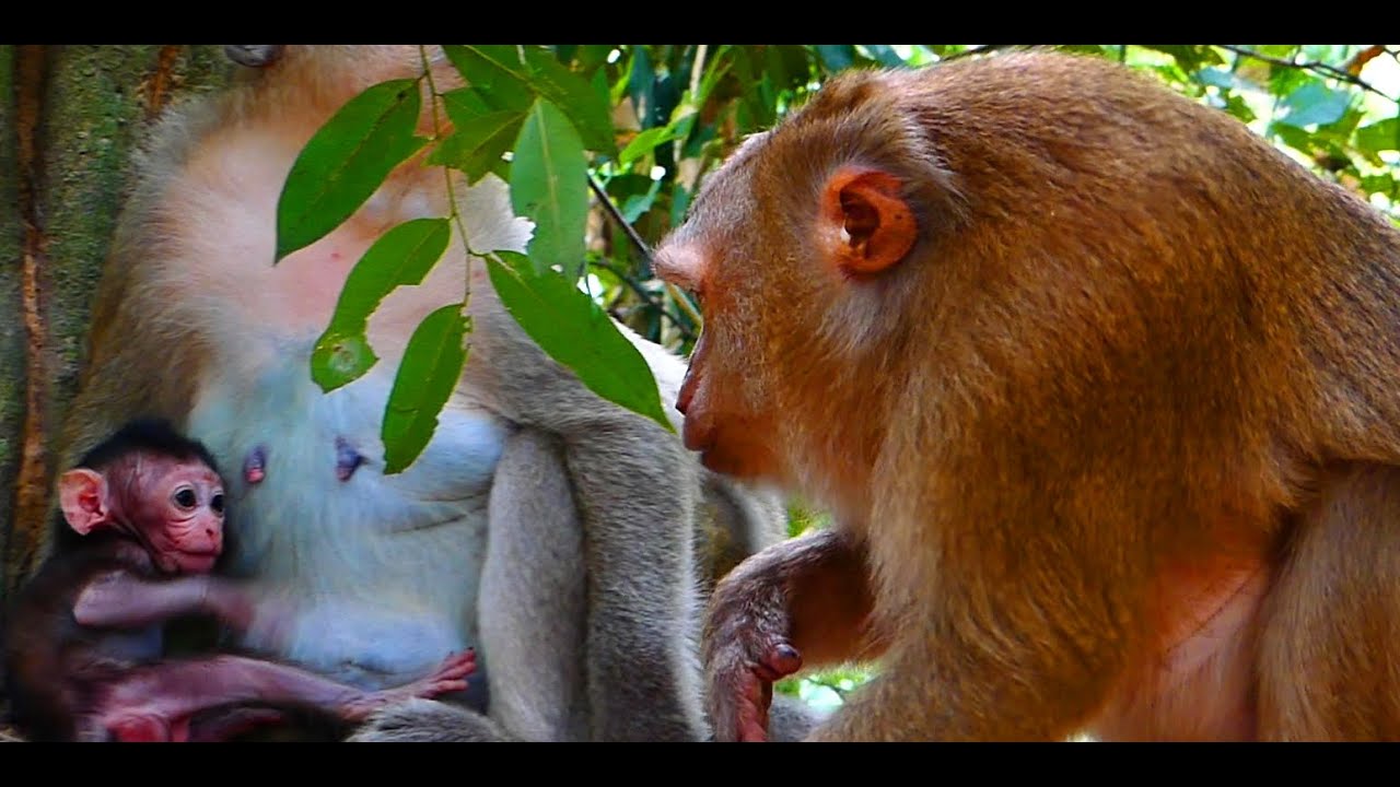 bella monkey loves baby monika so much ,what she talking about to baby ...