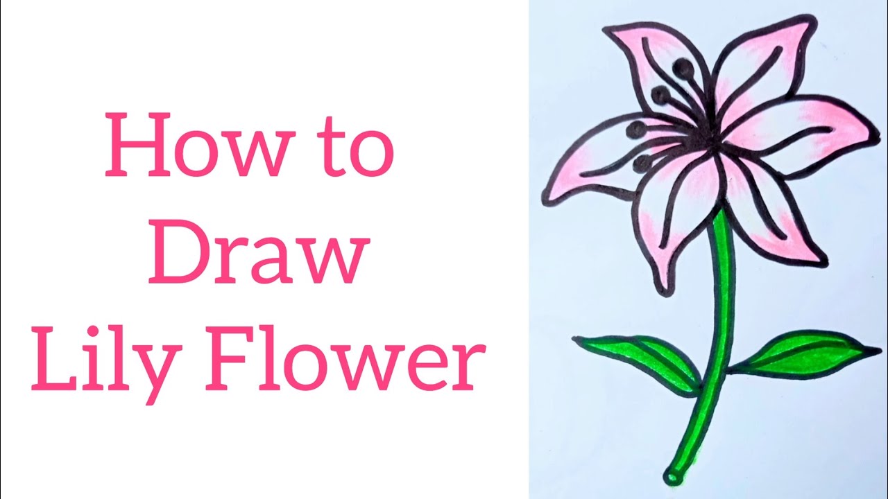 Lily Drawing 🌸😍 How to draw Lily Flower||Easy Lily Drawing 🌸 - YouTube