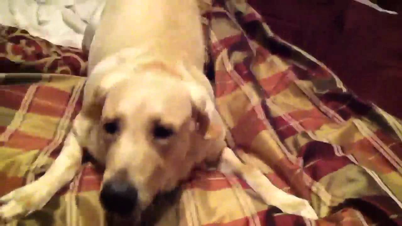 Jake on the bed - YouTube