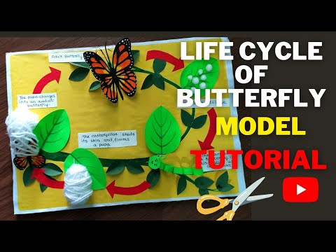 Butterfly Lifecycle Model / Science Model/Biology Model Tutorial # ...