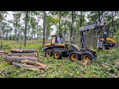 Ponsse Ergo cutting red oak