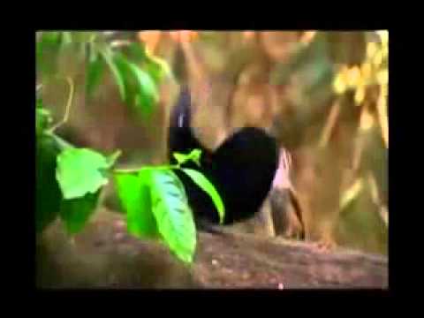 El cortejo del pájaro azul - YouTube