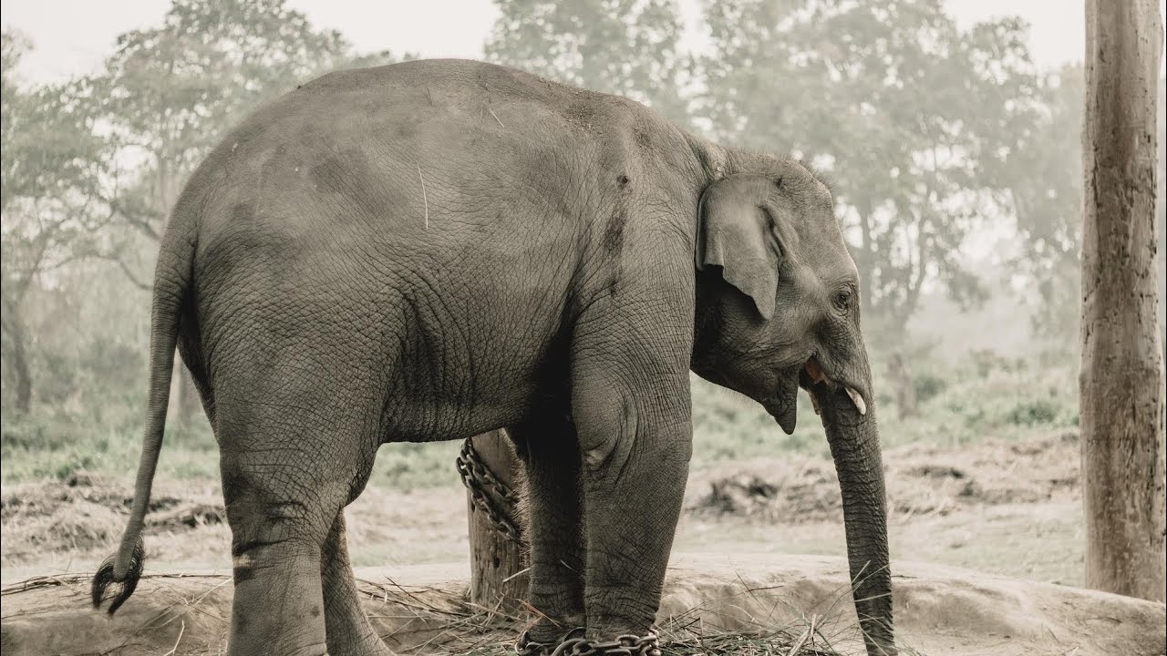 Reflexión "Elefante atado" - YouTube