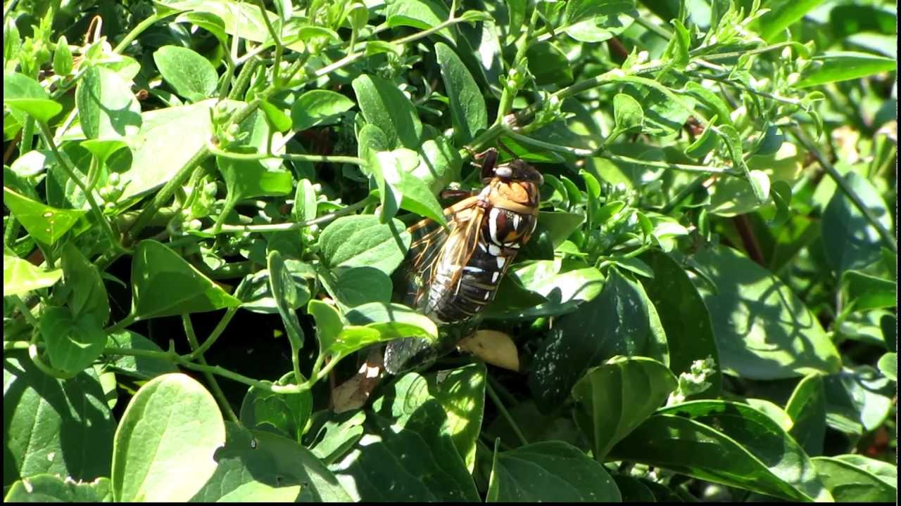Megatibicen dorsatus cicada in Reno county, KS (file 11 08 23 001 ...
