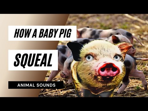 How A Baby Pig Squeal / Sound Effect / Animation - YouTube
